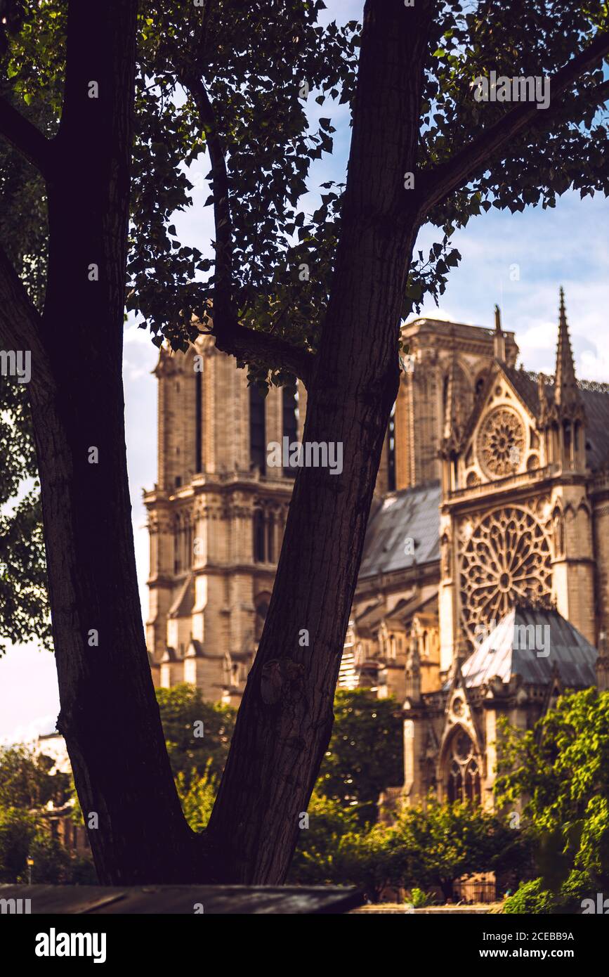 Big tree behind building hi-res stock photography and images - Alamy