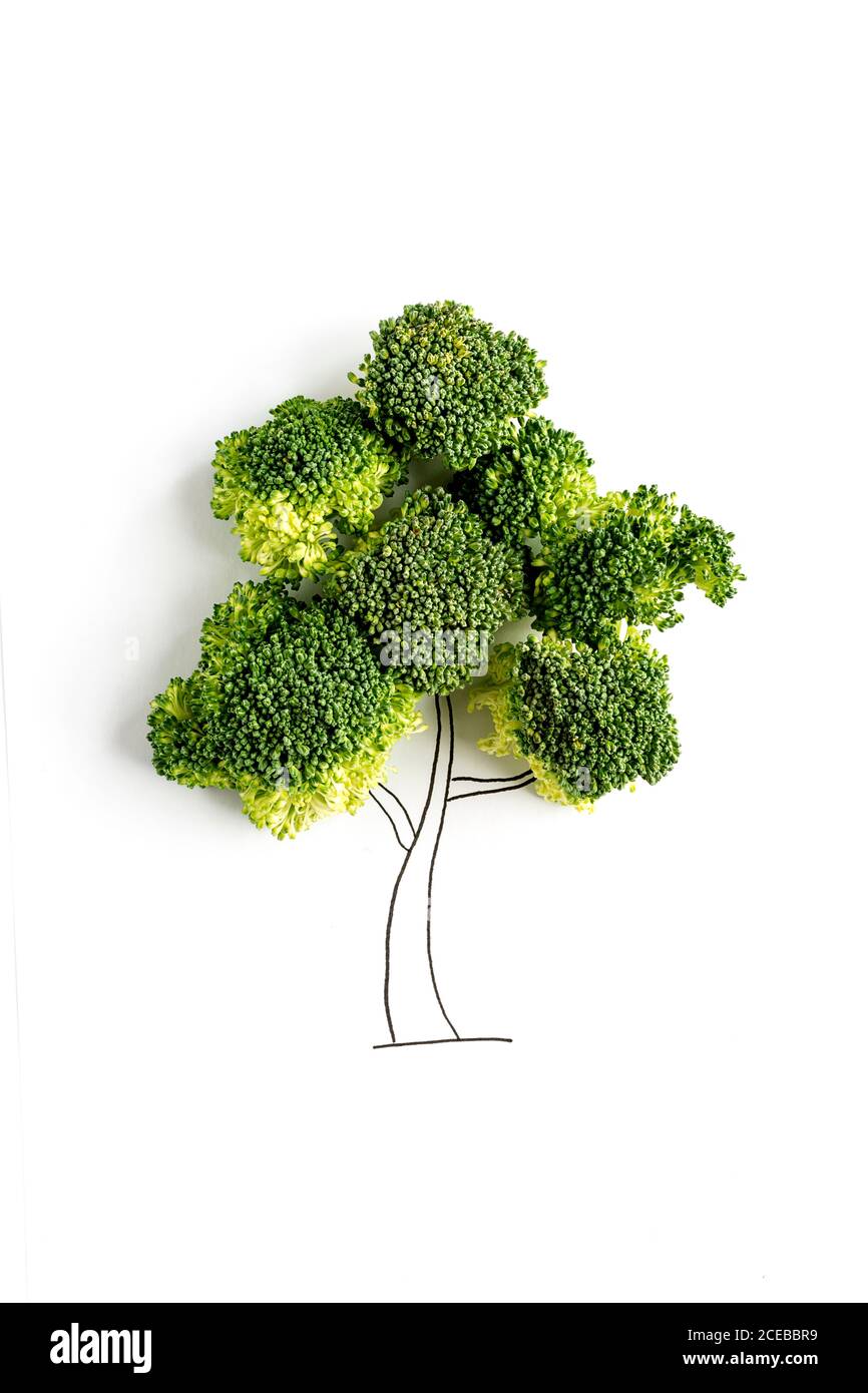 Broccoli drawing hi-res stock photography and images - Alamy