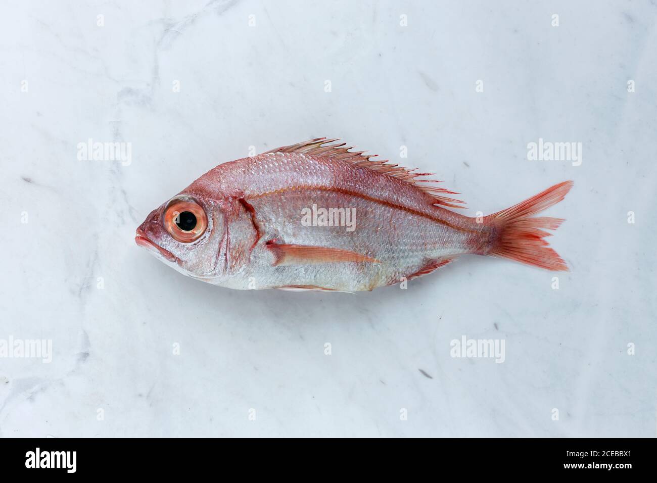 Red fish on white background Stock Photo - Alamy