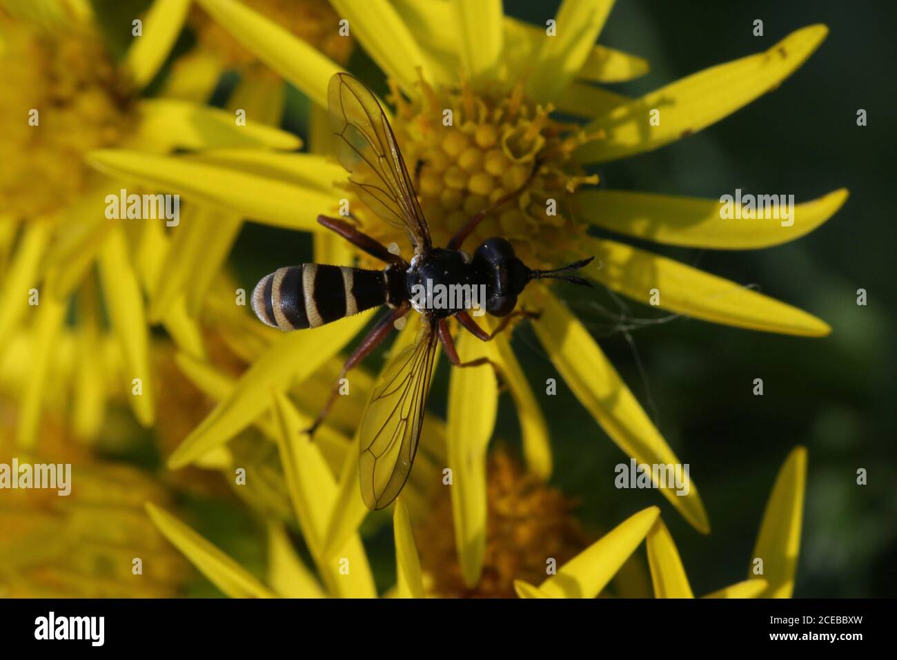 A male Conops quadrifasciatus, often referred to as a Yellow-banded ...