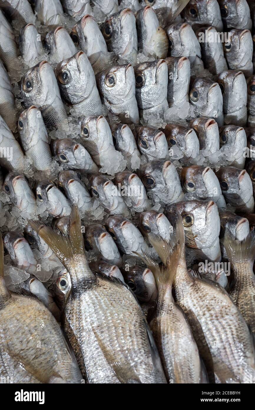 Assorted fish and seafood hi-res stock photography and images - Alamy