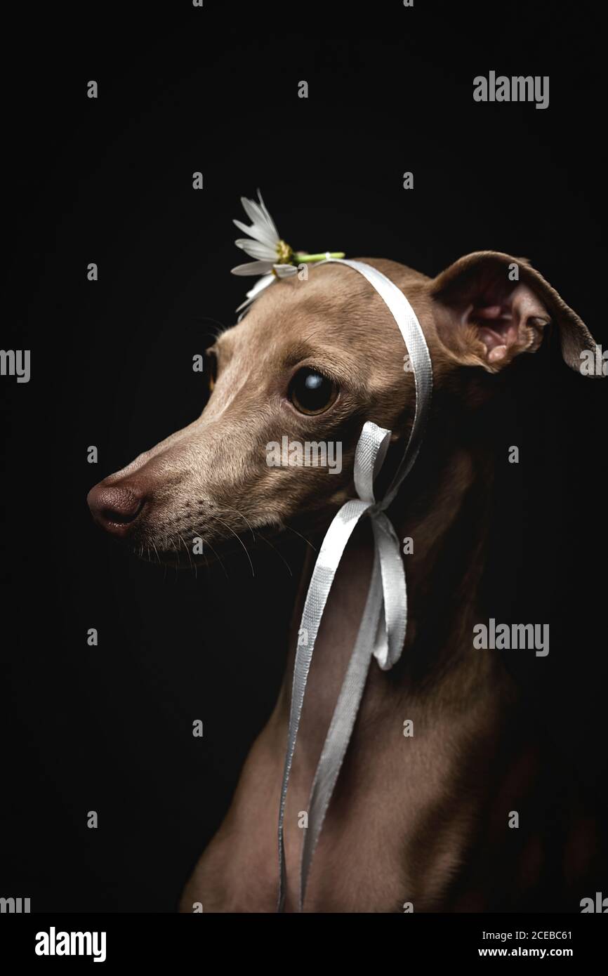 Studio portrait of little italian greyhound dog. Friendly and fun ...