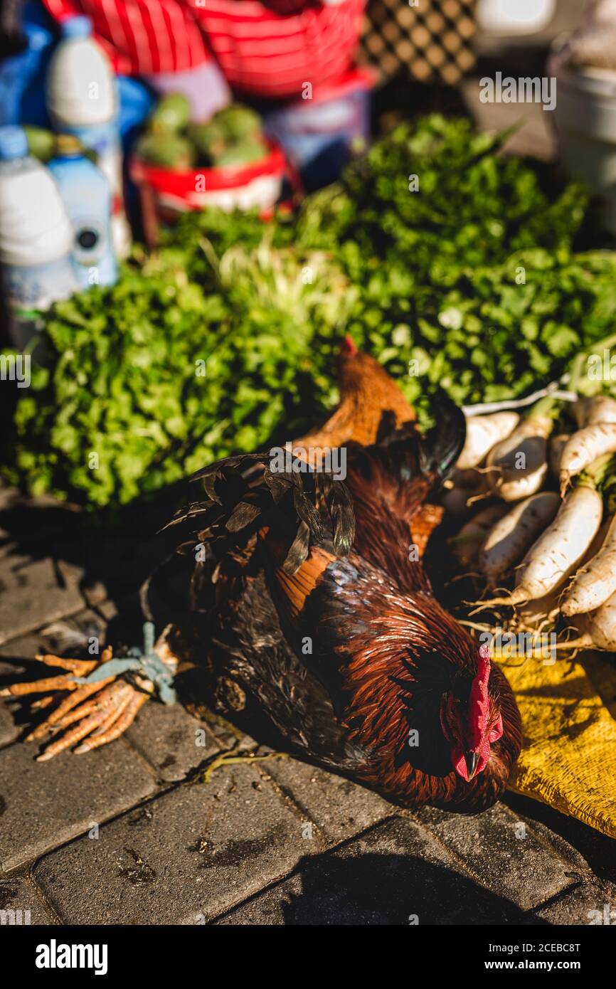 Live chickens hi-res stock photography and images - Alamy