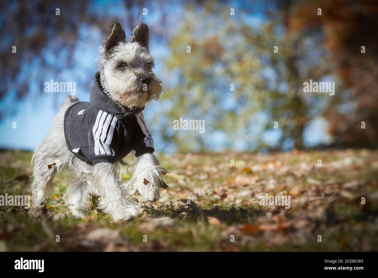 small dog running in autumn park Stock Photo - Alamy