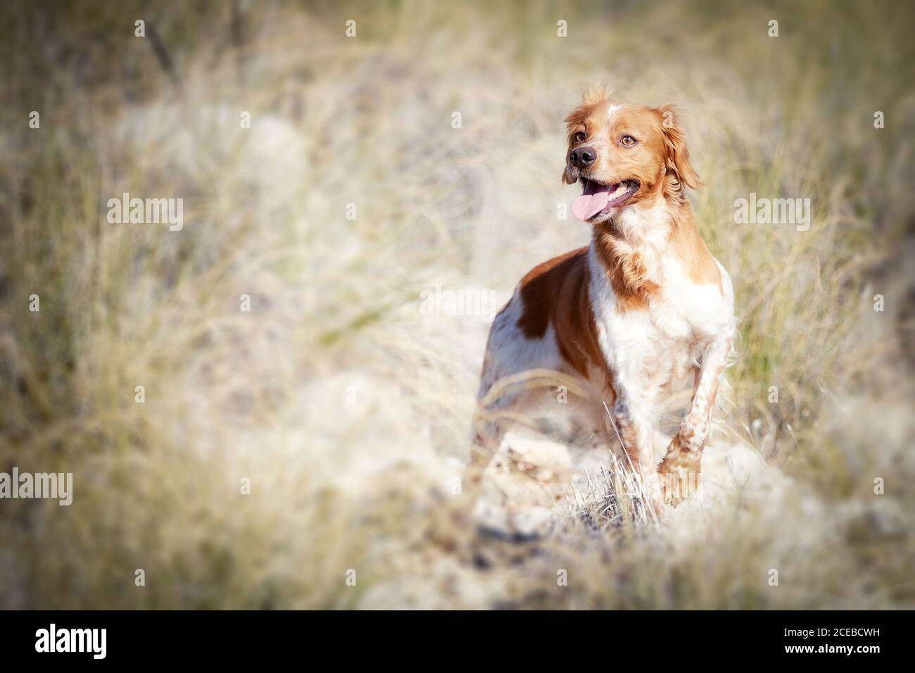 Spaniel running away hi-res stock photography and images - Alamy