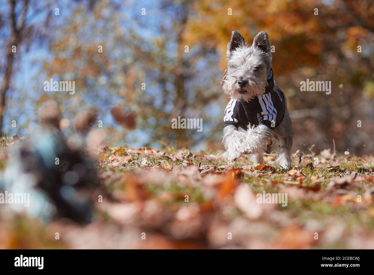 small dog running in autumn park Stock Photo - Alamy