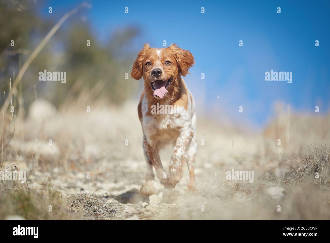 small dog running in autumn park Stock Photo - Alamy