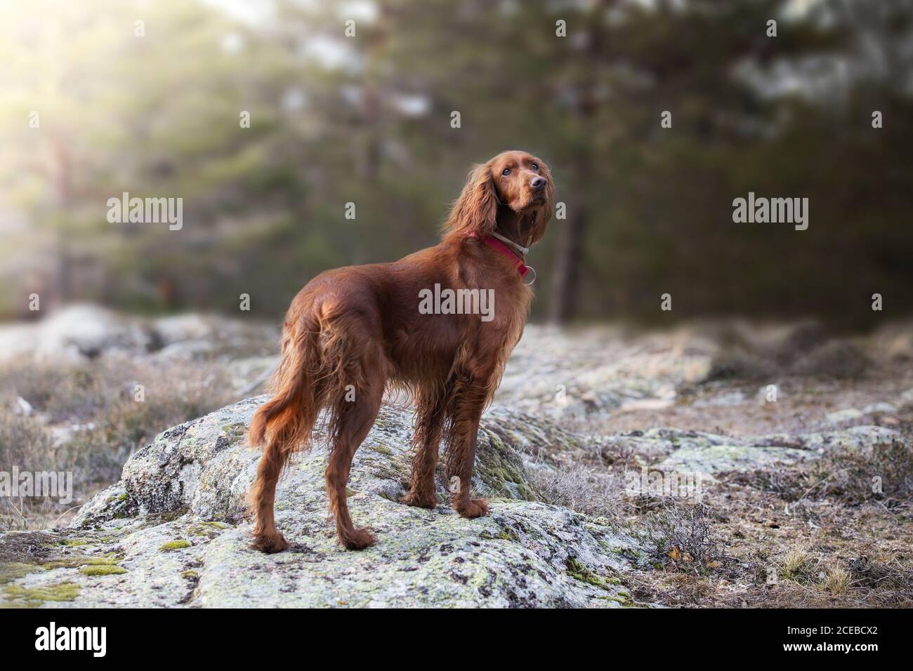 Brown irish setter walking hi-res stock photography and images - Alamy