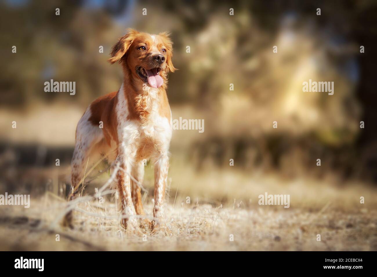 Spaniel running away hi-res stock photography and images - Alamy