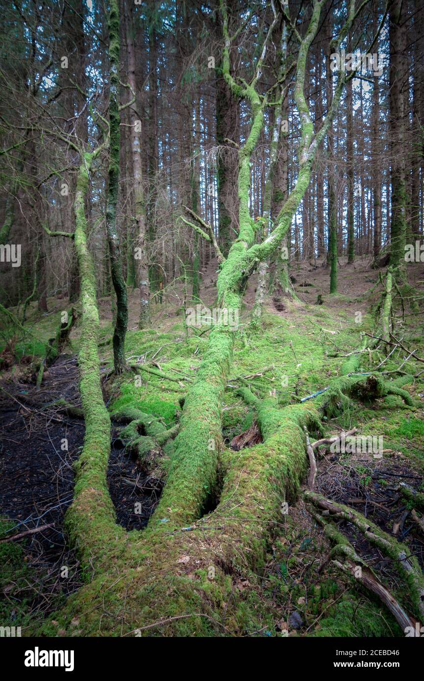 Mossy roots hi-res stock photography and images - Alamy