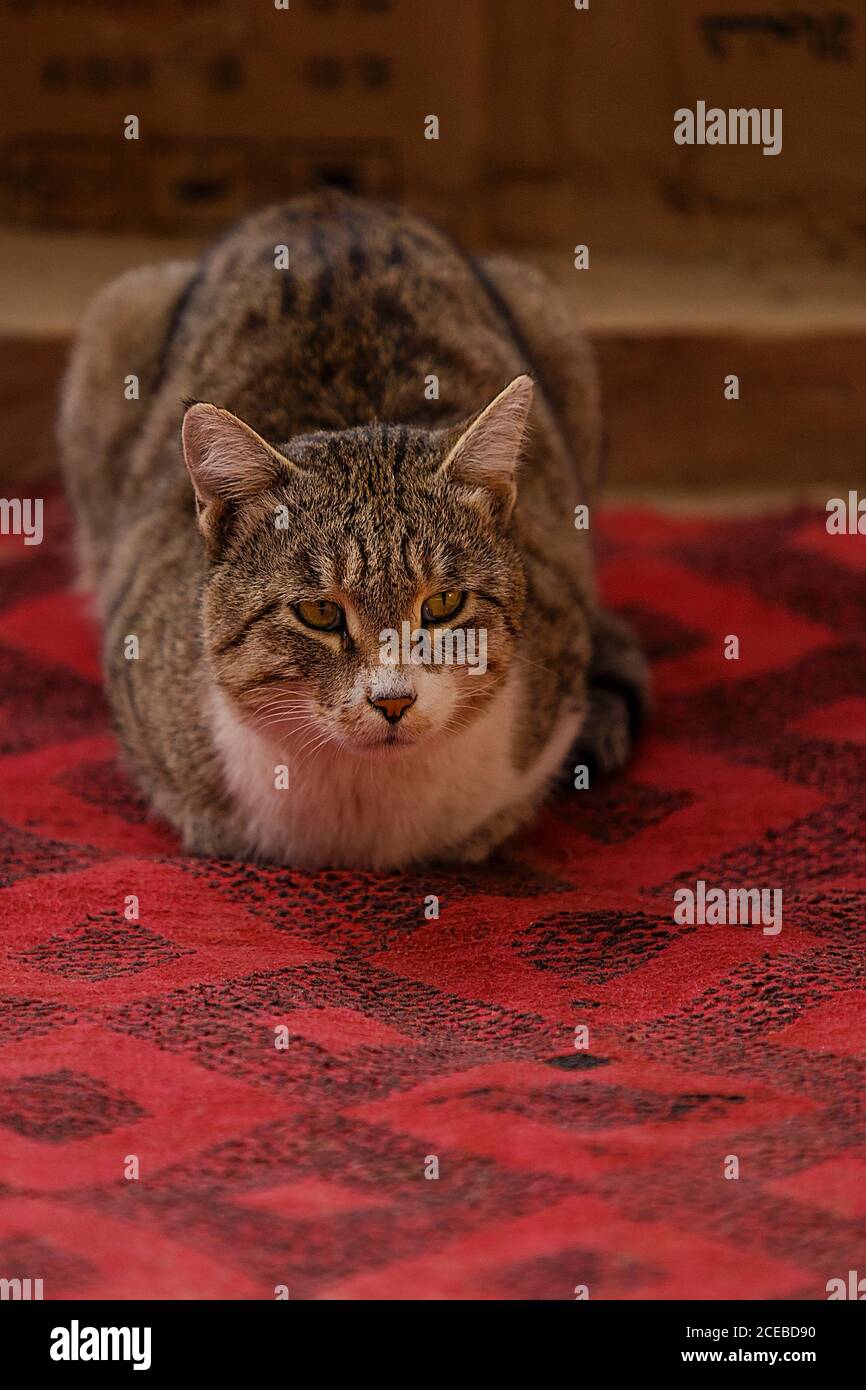 cat inside housing Stock Photo - Alamy