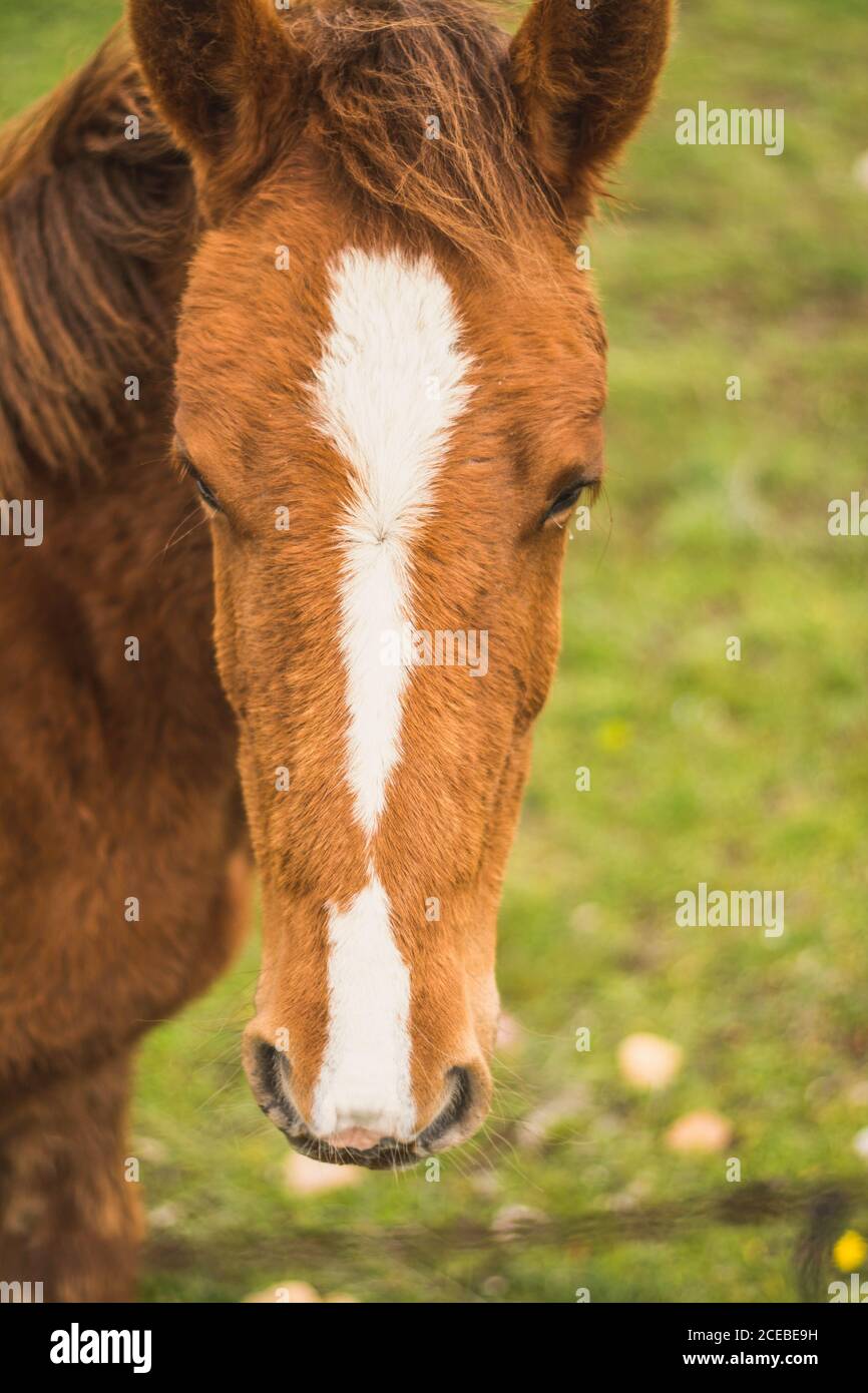 Small chestnut horses standing and pasturing on green field Stock Photo ...