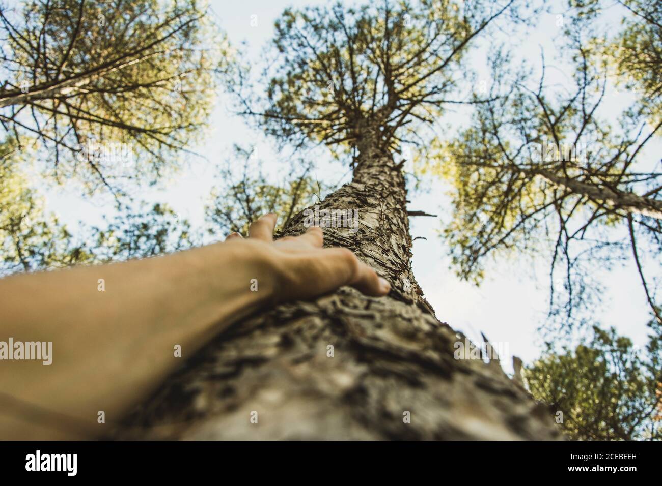 Touching tree hi-res stock photography and images - Alamy