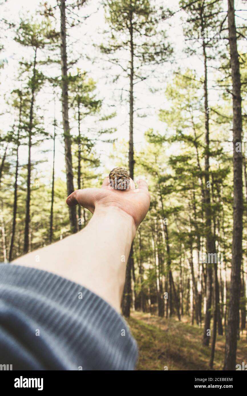 Crop hand holding fir tree cone in sunny evergreen forest Stock Photo ...