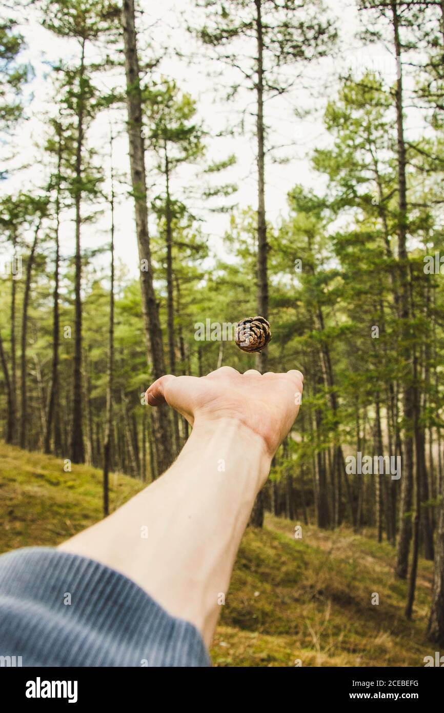 Holding an evergreen tree hi-res stock photography and images - Alamy