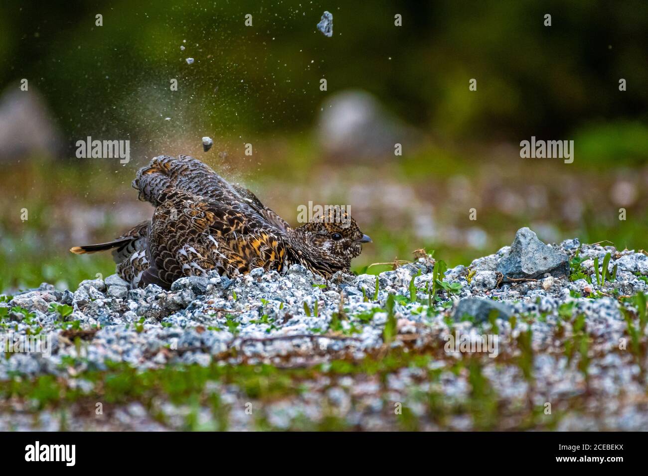 Flying bird sand isolated hi-res stock photography and images - Alamy