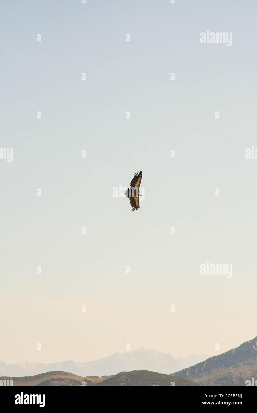 From below shot of majestic bird spreading wings and soaring on ...