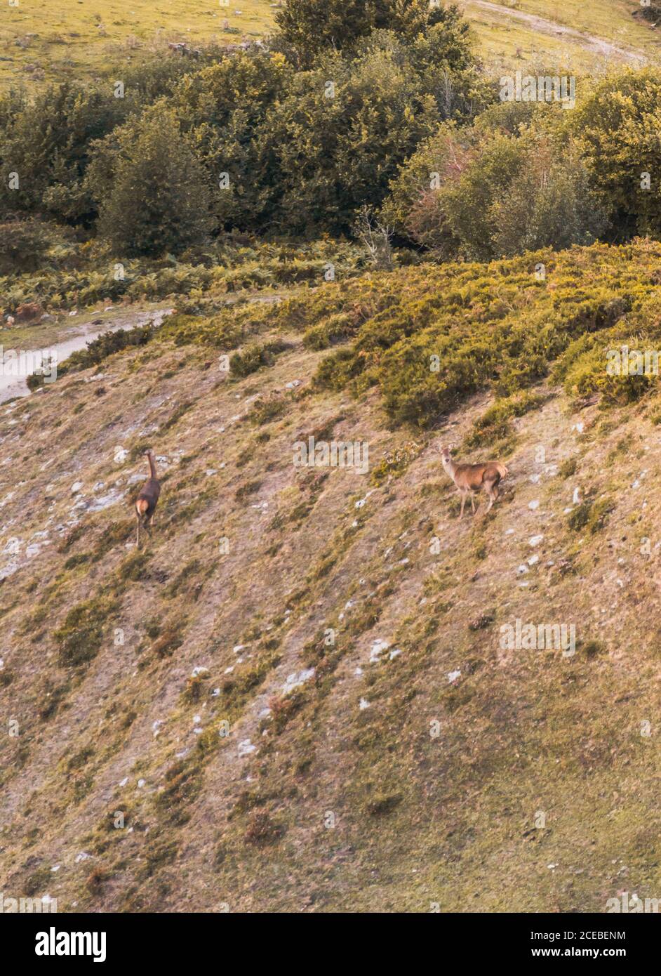 Single deer hi-res stock photography and images - Alamy