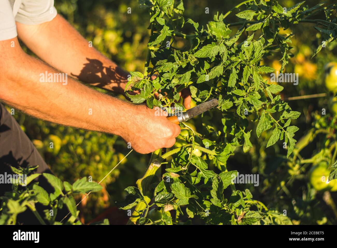 Tending plant hi-res stock photography and images - Alamy