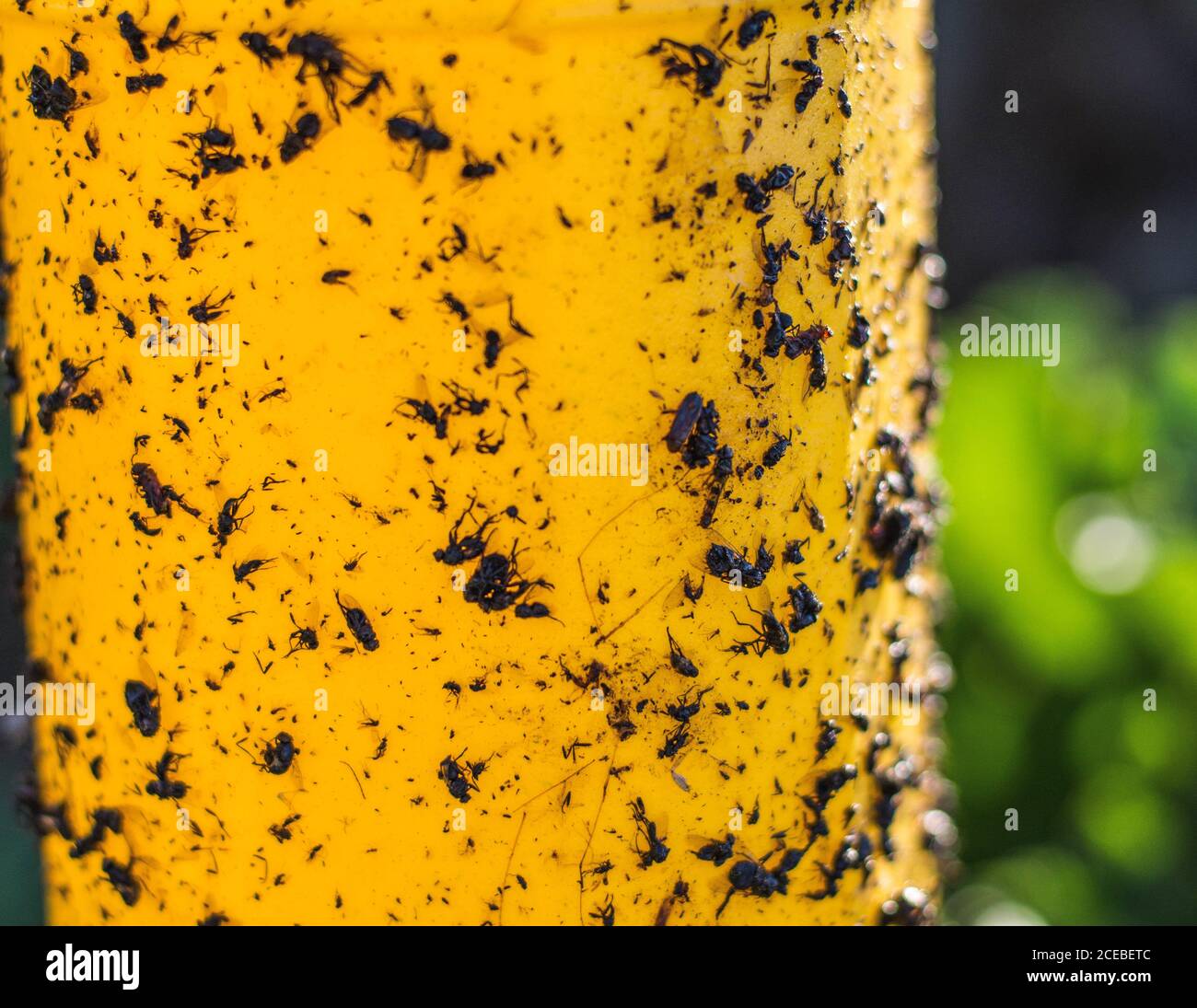 Closeup shot of bodies of insects spread on surface of yellow trap in ...