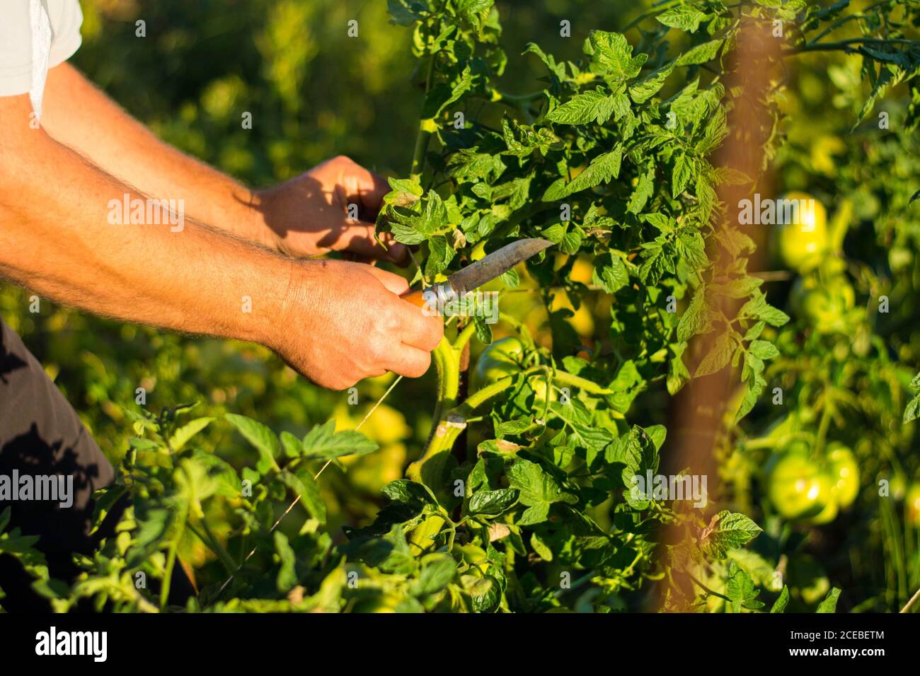 Tending plant hi-res stock photography and images - Alamy