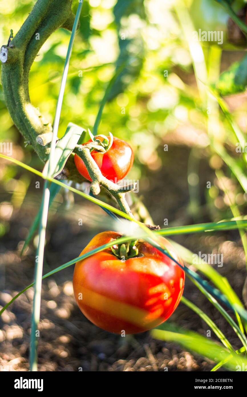 Tomatoes in the garden Stock Photo - Alamy