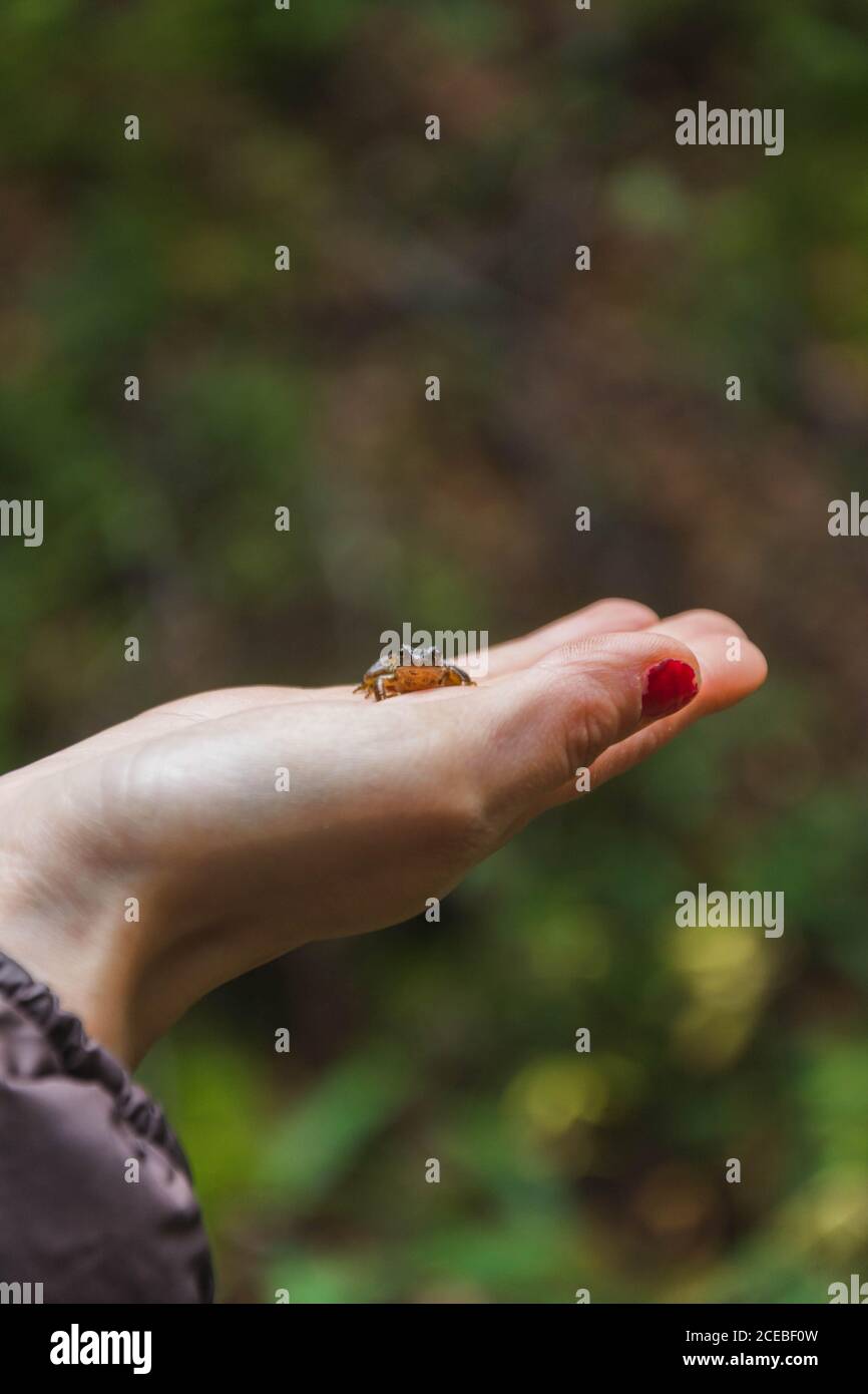 Crop hand of lady with little anura on palm on blurred background in ...