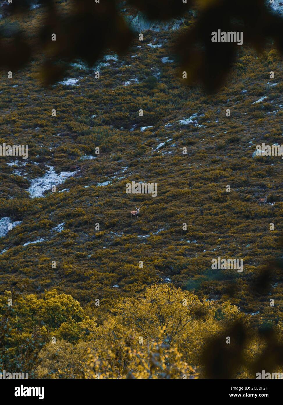 From above wild reindeer standing between green meadow in Isoba ...