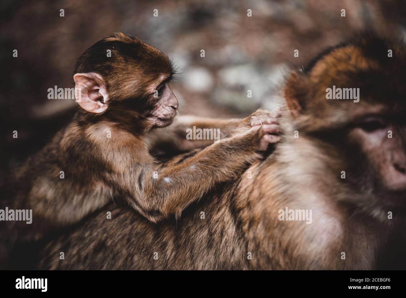 Back Ground Jungle High Resolution Stock Photography and Images - Alamy