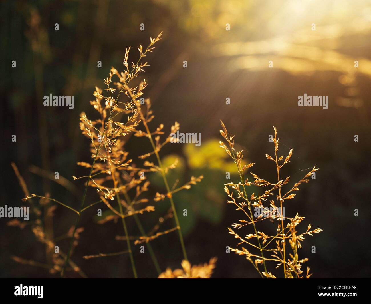 Wild growing grass plant illuminated with bright sunbeams, Finland ...