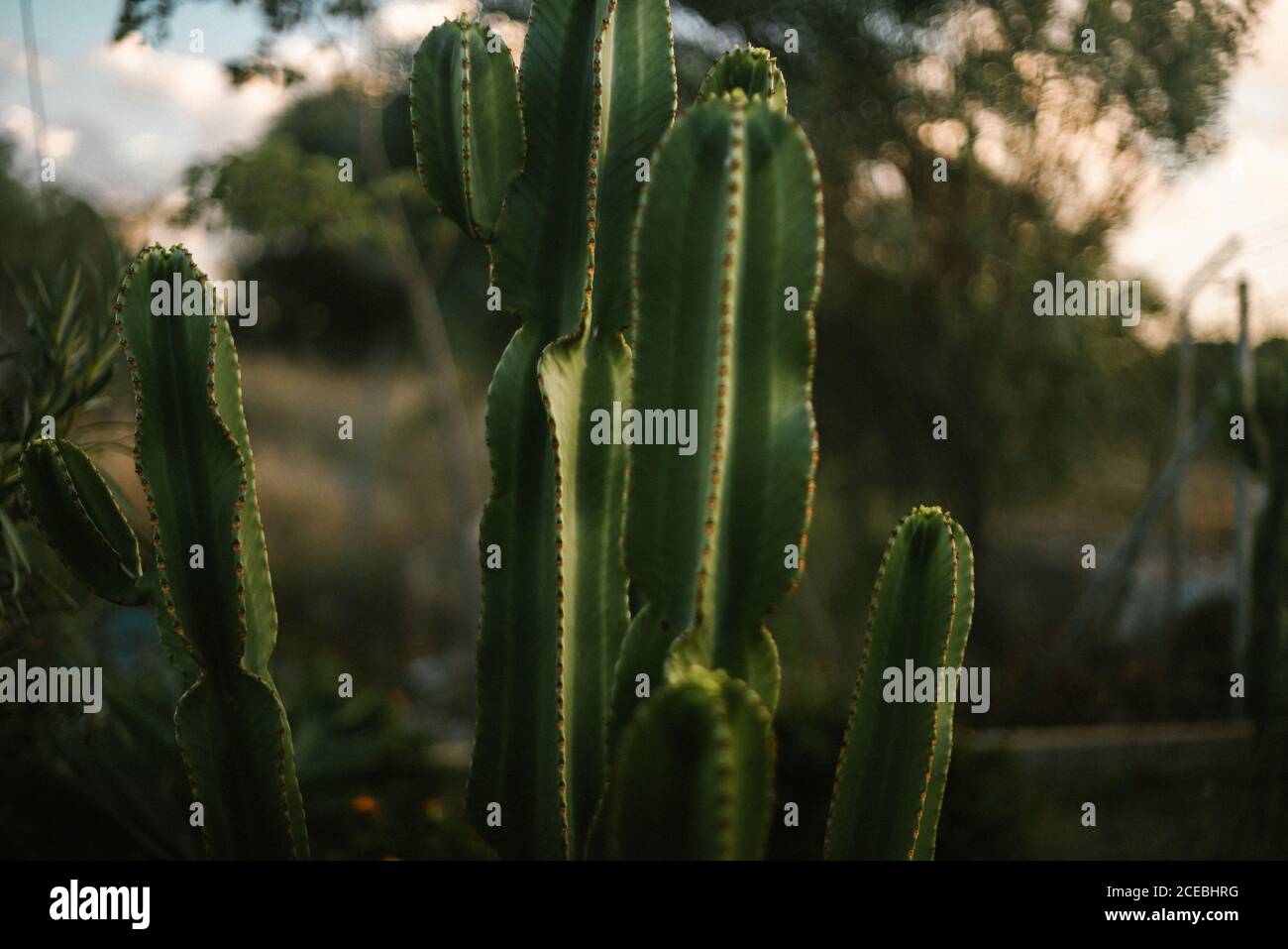 Amazing green cactus growing on blurred background of wonderful ...
