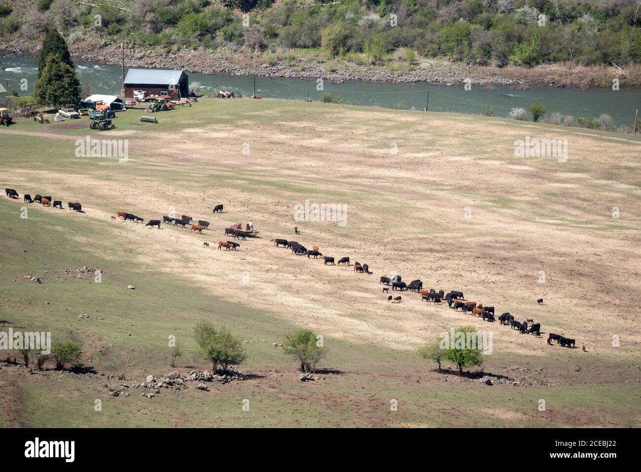 Feeding cows on a ranch along Oregon's Grande Ronde River Stock Photo ...
