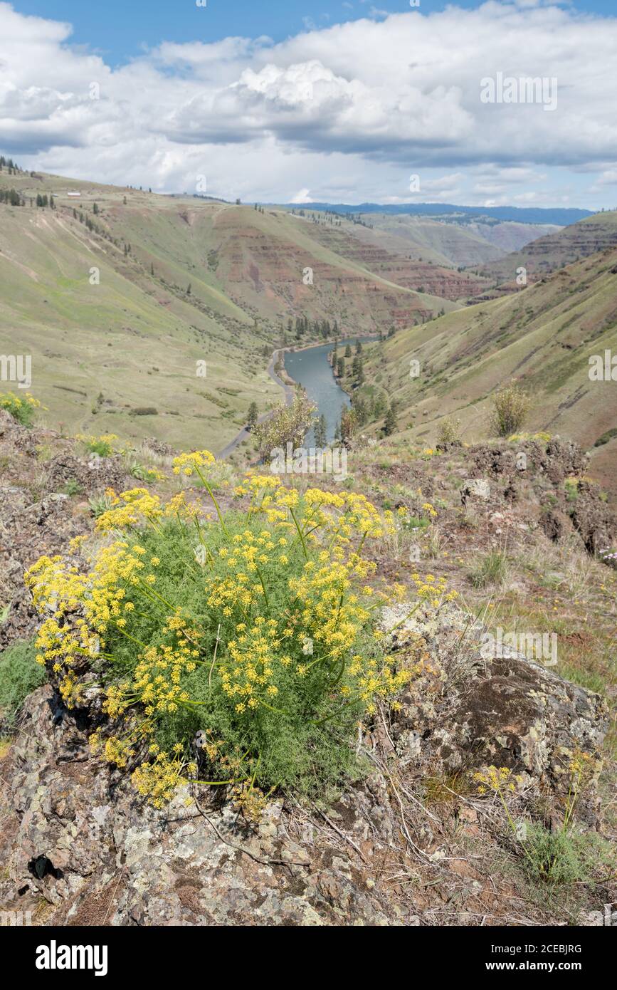 Lomatium blooming on a ridge above Oregon's Grande Ronde River Stock ...