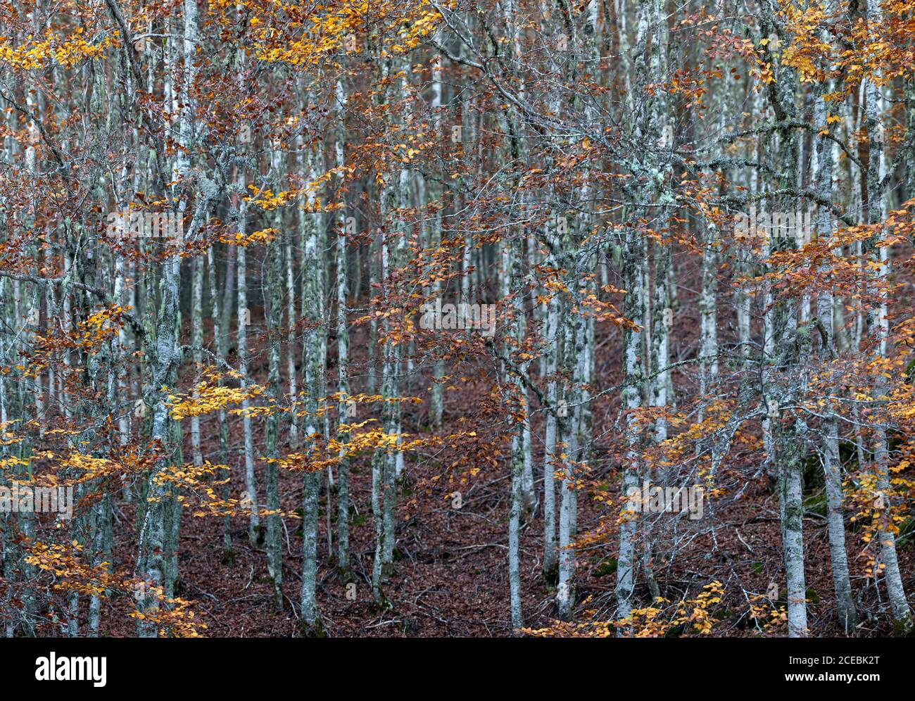 Beautiful trees growing in amazing autumn forest in Burgos, Spain Stock ...