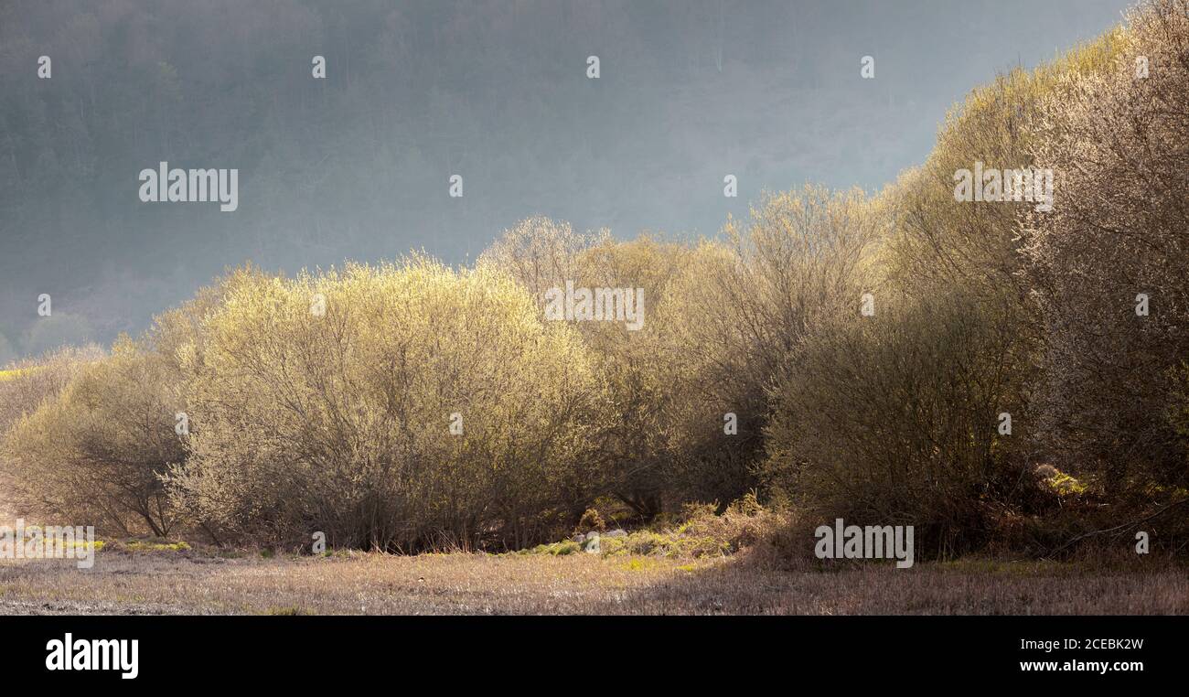 Lush bushes in field Stock Photo - Alamy
