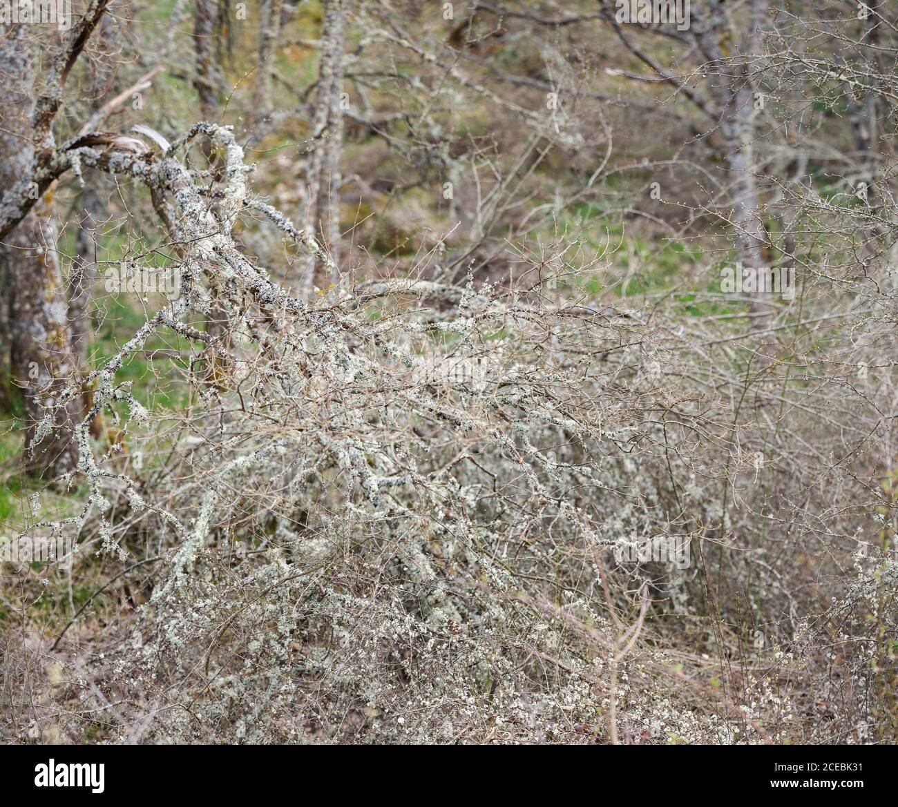 Tree with branches covered with down Stock Photo - Alamy