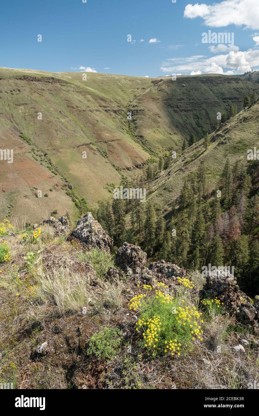 Lomatium canyon hi-res stock photography and images - Alamy