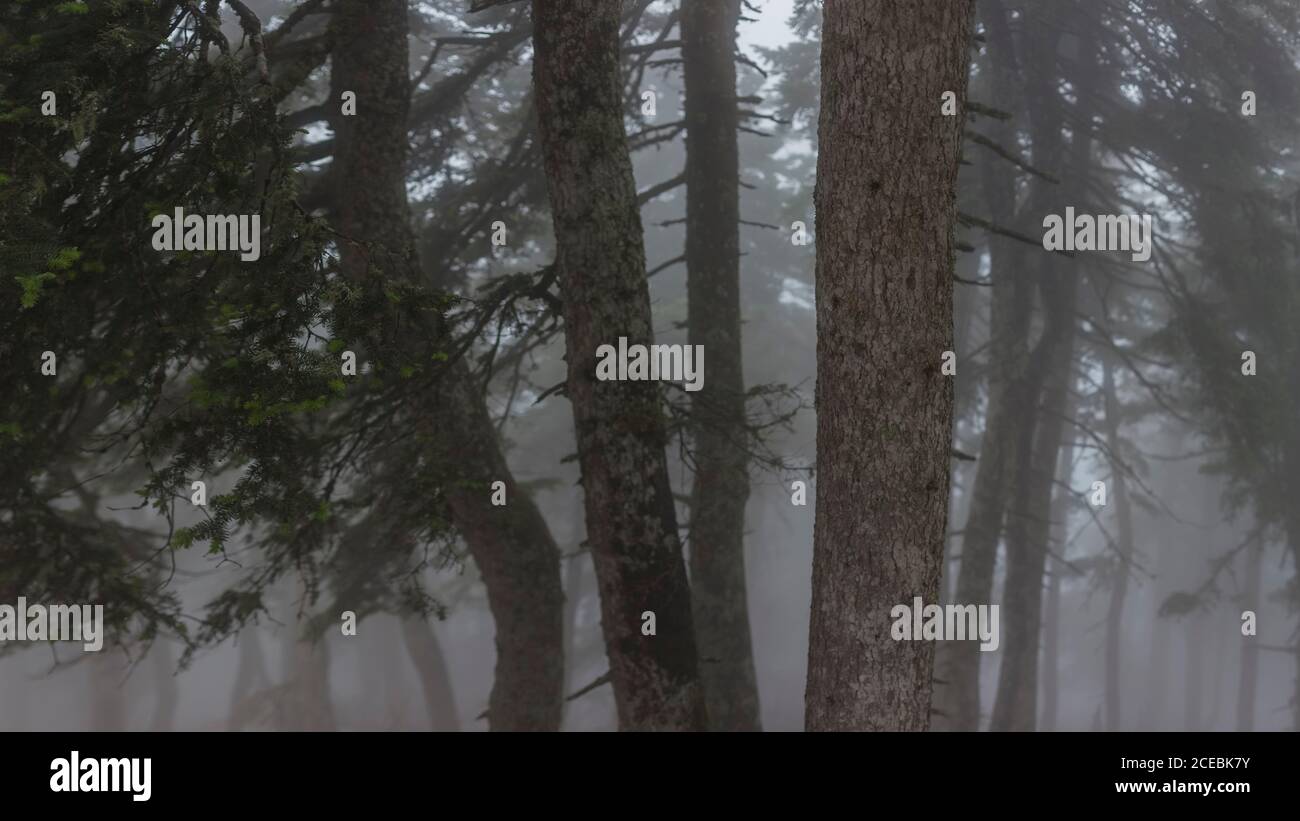 Thicket of amazing conifer trees on foggy day on Cefalonia Island ...