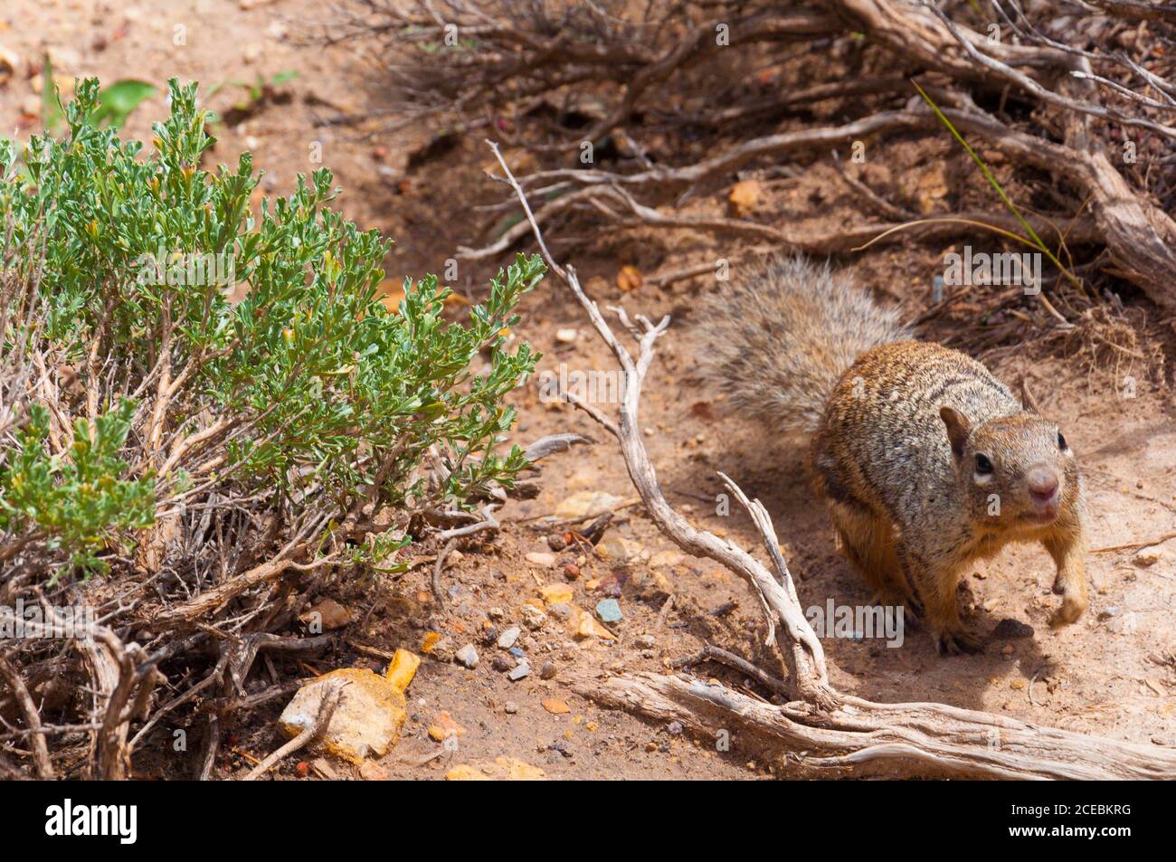 Grand canyon rodent hi-res stock photography and images - Alamy