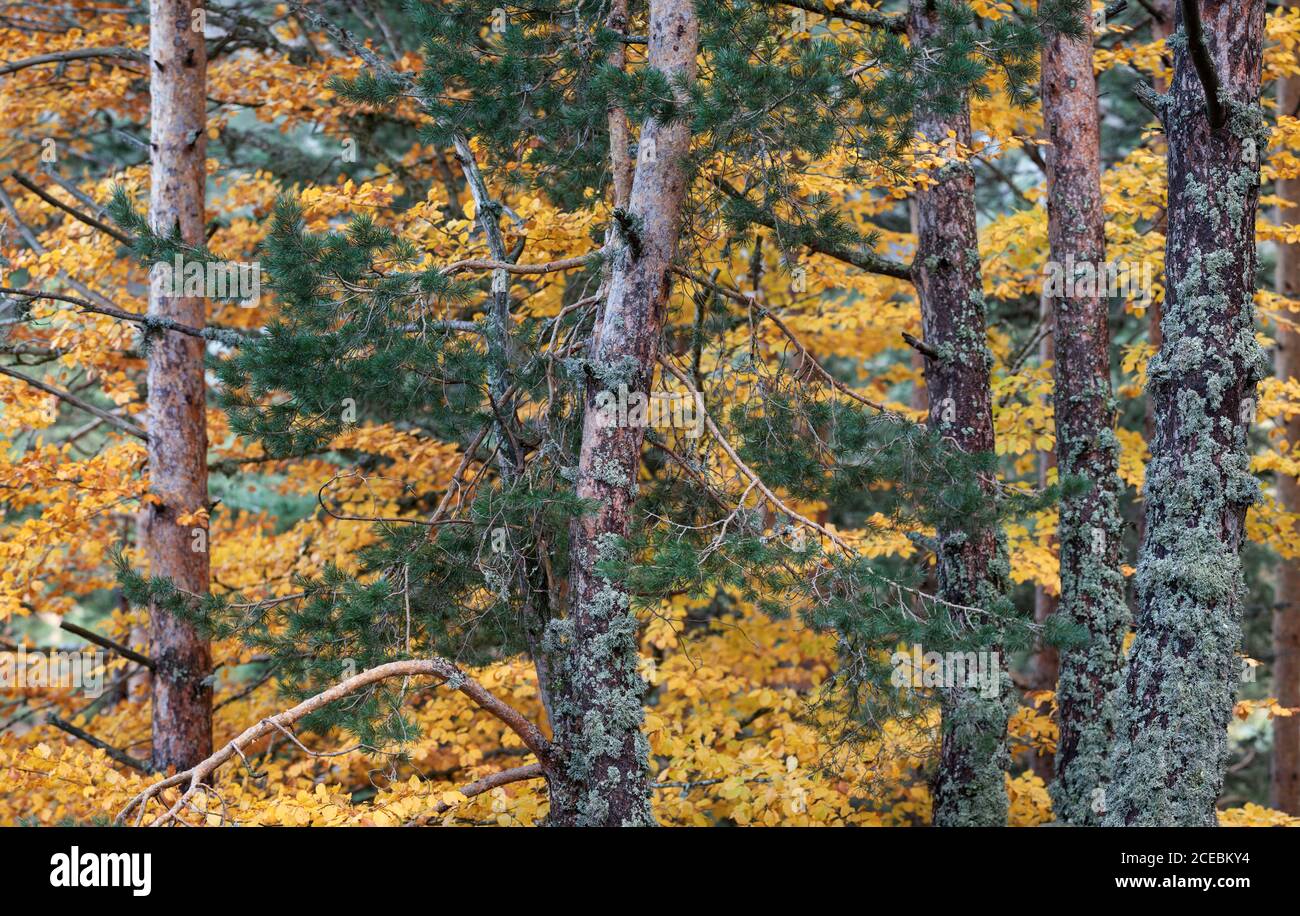 Trees in conifer forest Stock Photo - Alamy