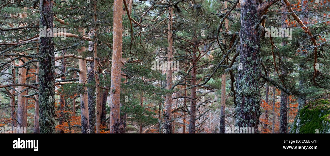 Trunks tall conifer trees growing forest soria hi-res stock photography ...