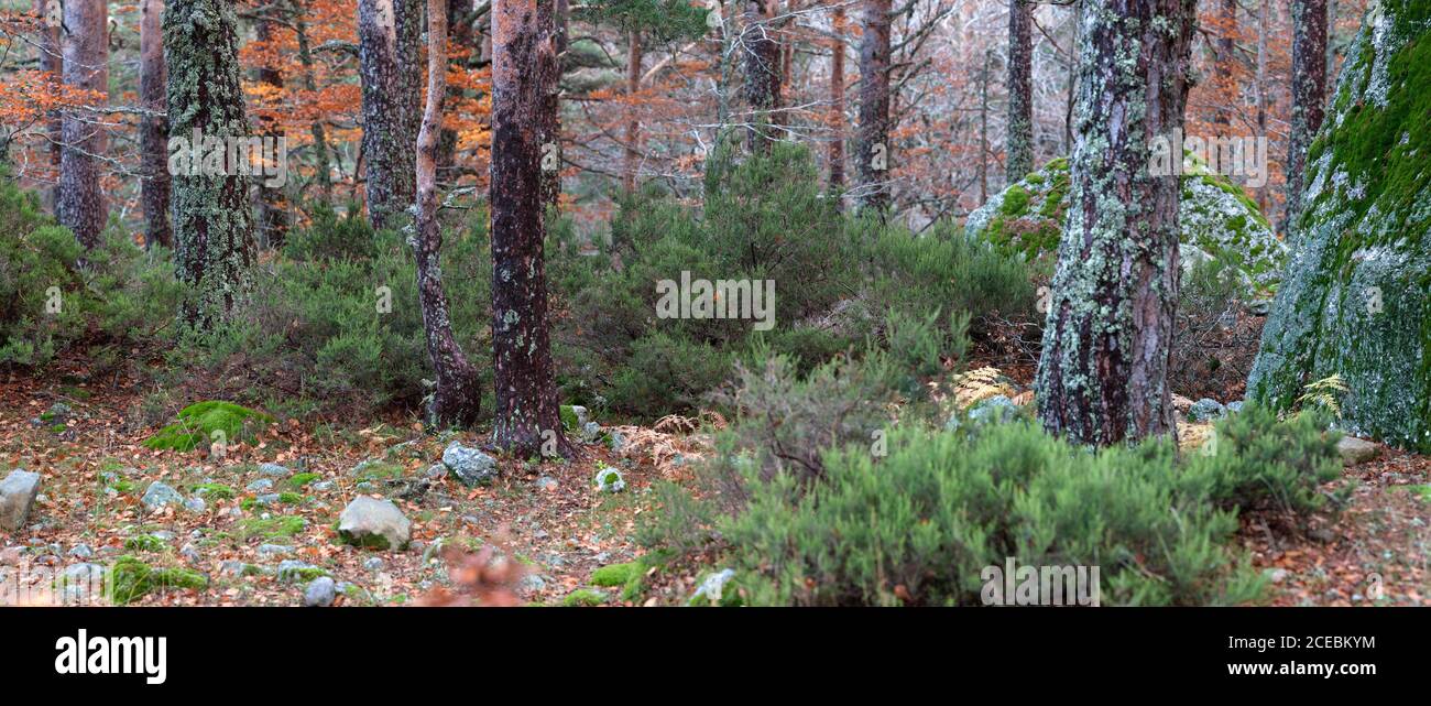 Trees in conifer forest Stock Photo - Alamy
