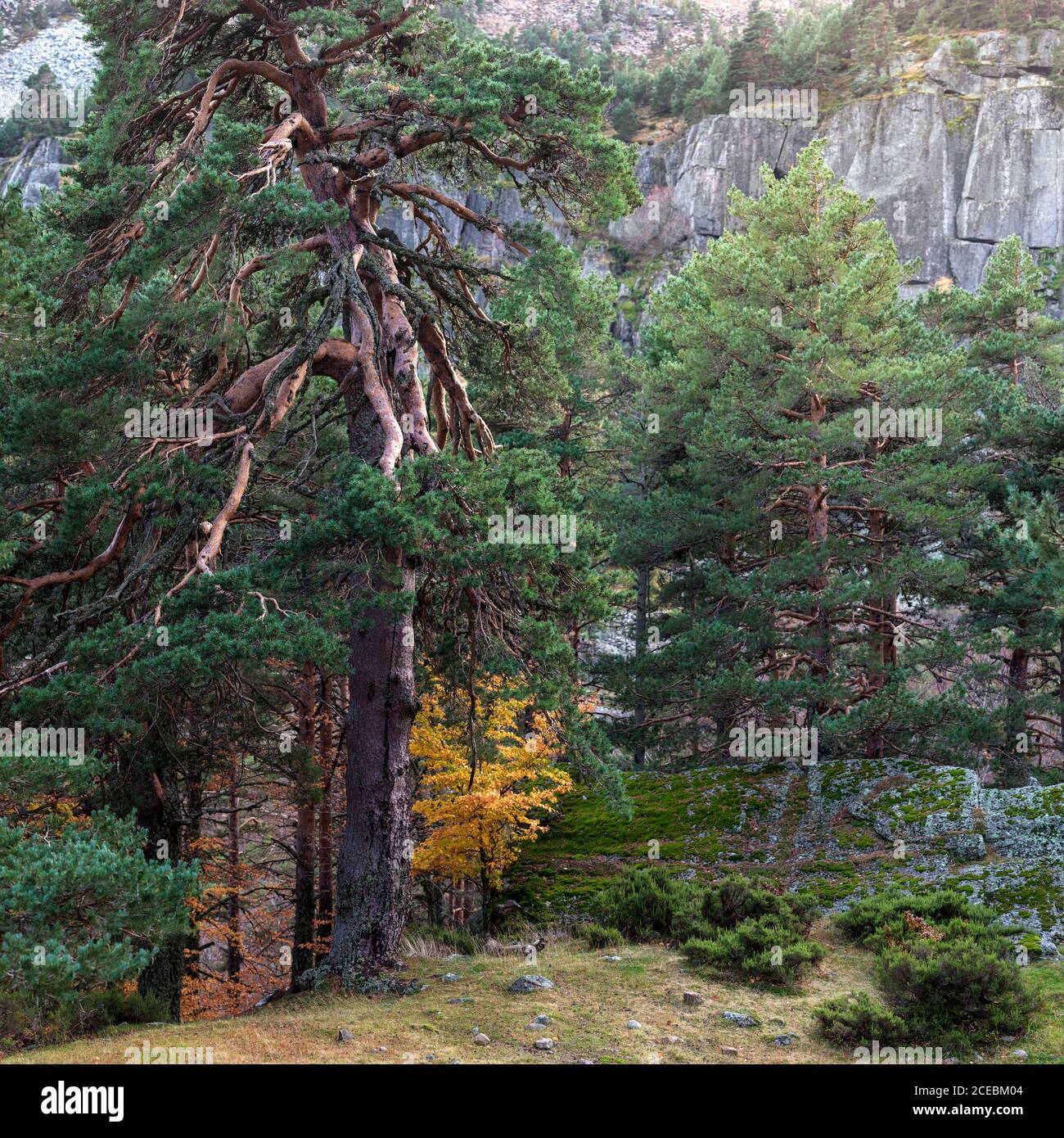Trees in conifer forest Stock Photo - Alamy