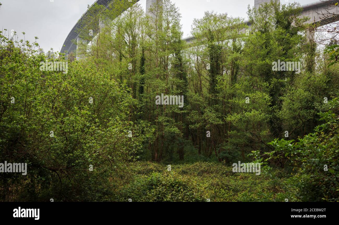 Beautiful white viaduct with trees below Stock Photo - Alamy
