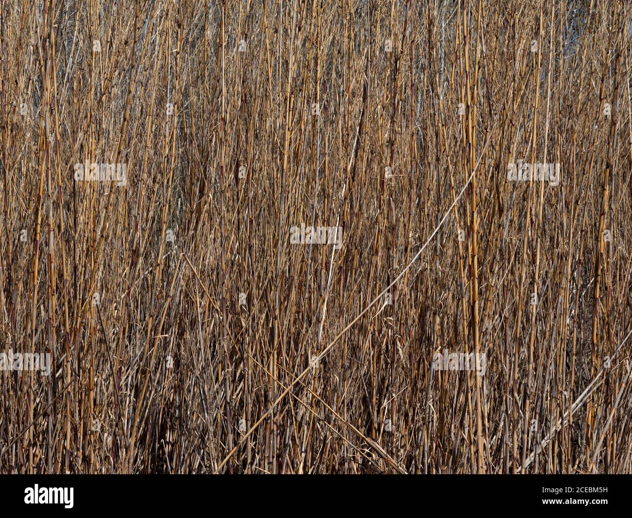 abstract background of natural straw grass in wild field Stock Photo ...