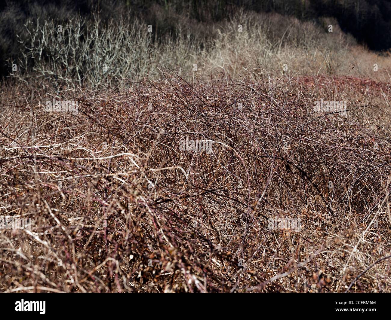 Overgrown vegetation hi-res stock photography and images - Alamy