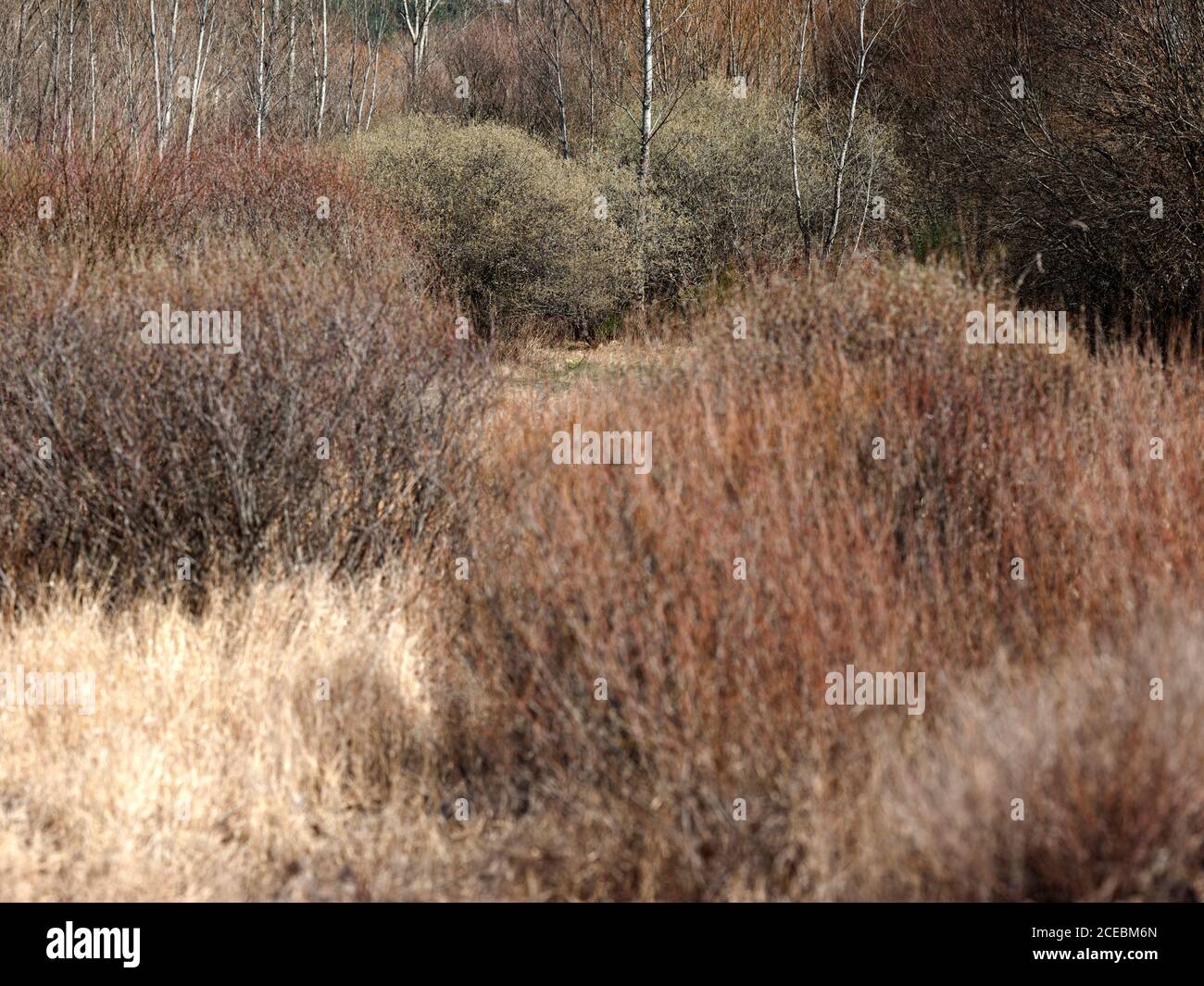 Plant drought cold hi-res stock photography and images - Alamy
