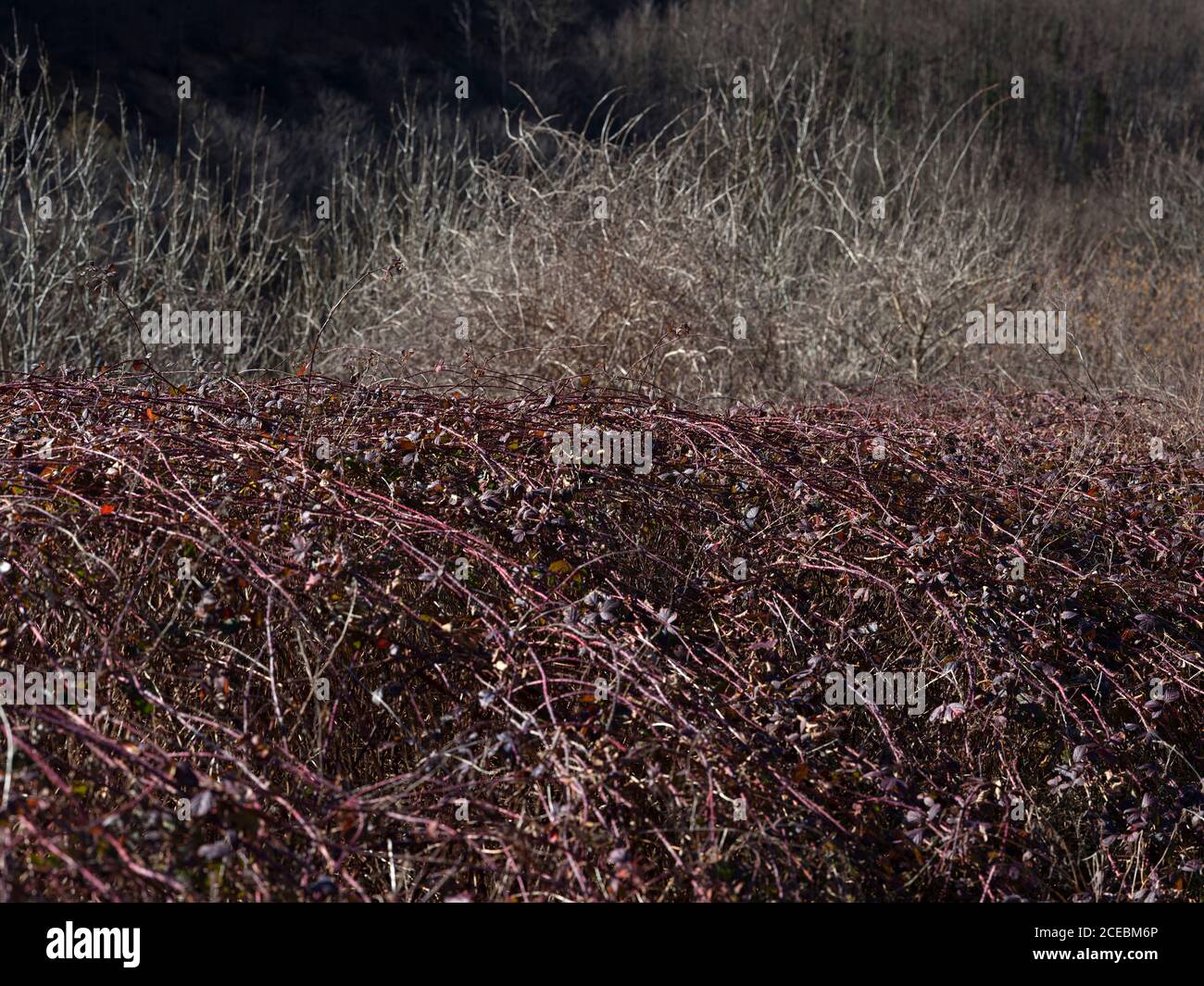 Overgrown vegetation hi-res stock photography and images - Alamy
