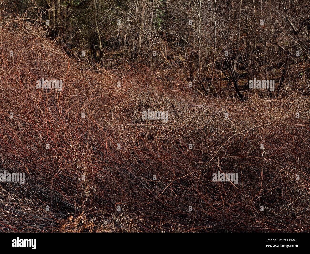 Overgrown vegetation hi-res stock photography and images - Alamy