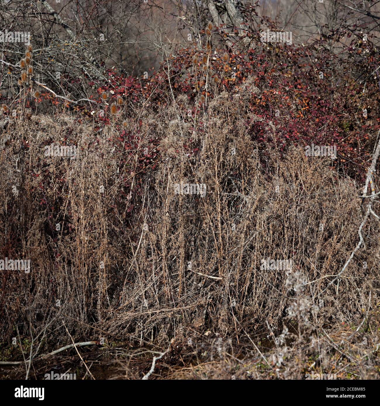 Wild overgrowth hi-res stock photography and images - Alamy